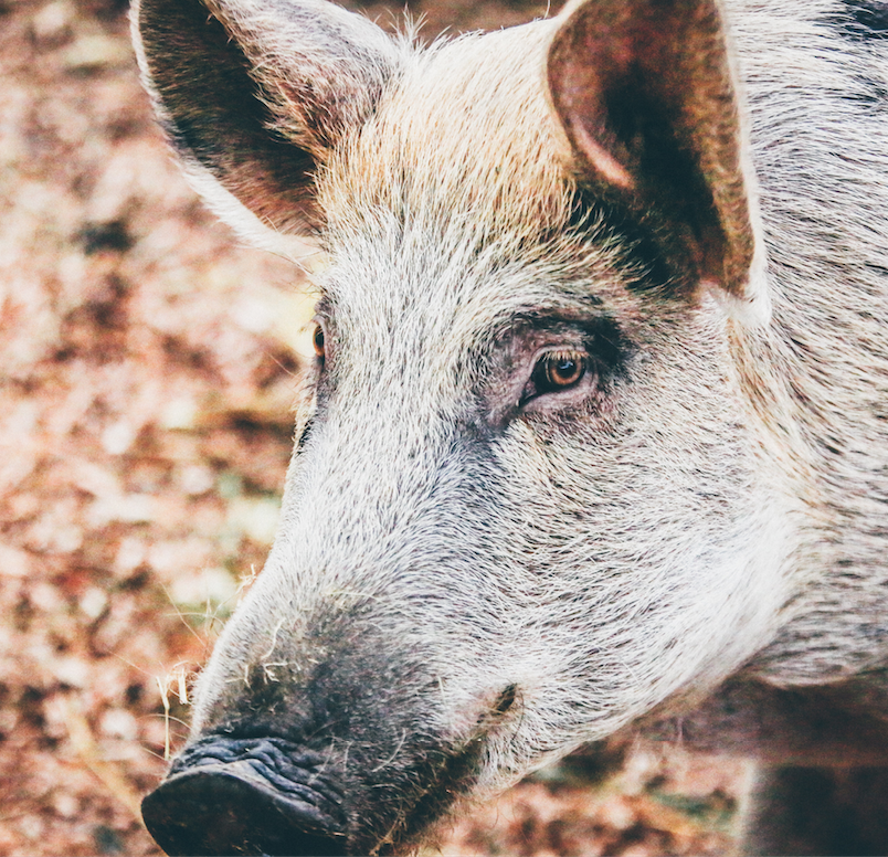 Stat of the Week - Lean Hogs Price - The Lead Left