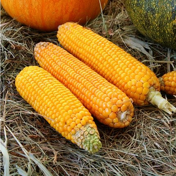 Stat of the Week: China's US Corn Purchase (Metric tons) - The Lead Left